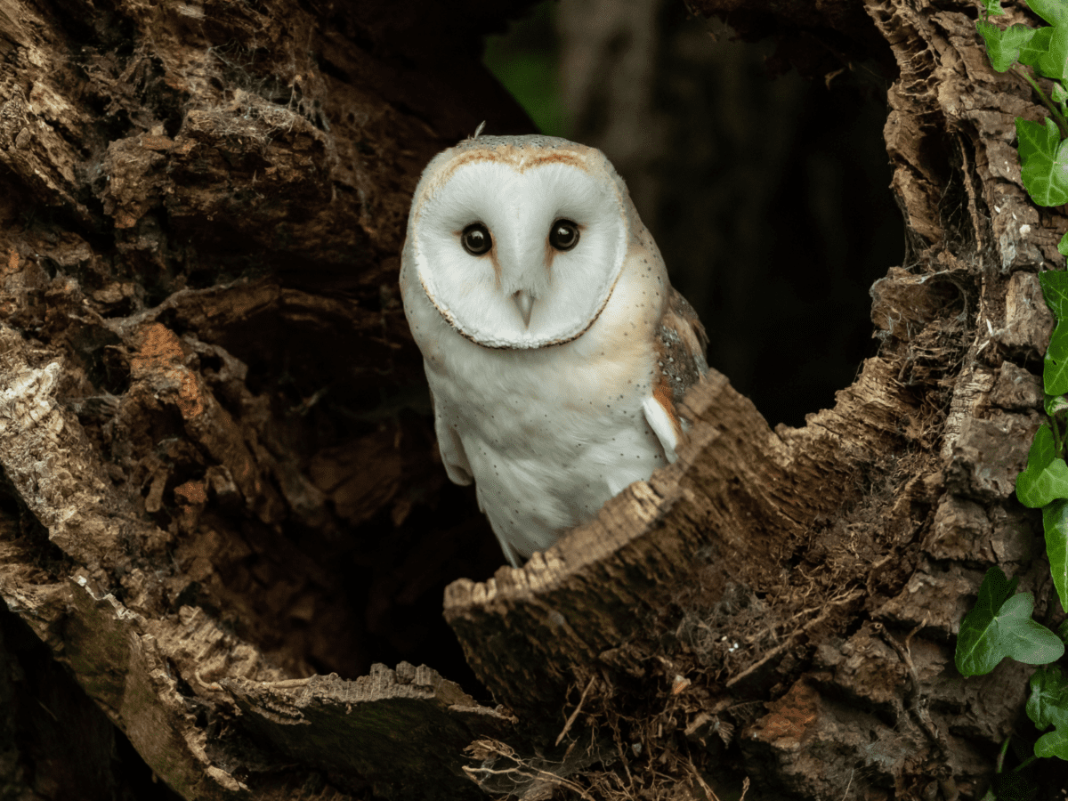 Welcoming Barn Owls to Our Estate | Carden Park